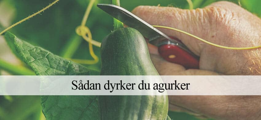 Dyrkning af agurker (Guide) - Plantning, pasning og høst – Havehandel.dk