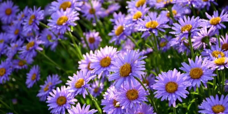 Asters - Sådan dyrker du Aster med succes i haven – Havehandel.dk