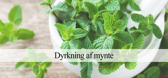 Dyrkning af mynte - Plantning og pasning (Stor guide) – Havehandel.dk
