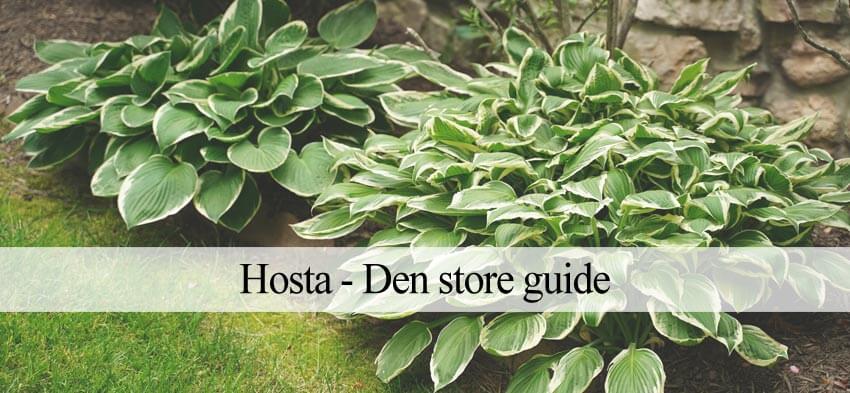 Hosta (Guide) - Alt om sorter, udplantning og pasning – Havehandel.dk