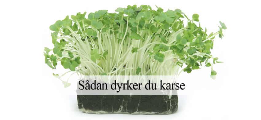 Dyrkning af karse (Trin-for-trin Guide) - Havehandel.dk