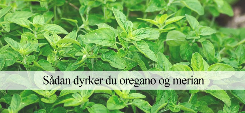 Dyrkning af oregano og merian (Trin-for-trin Guide) – Havehandel.dk