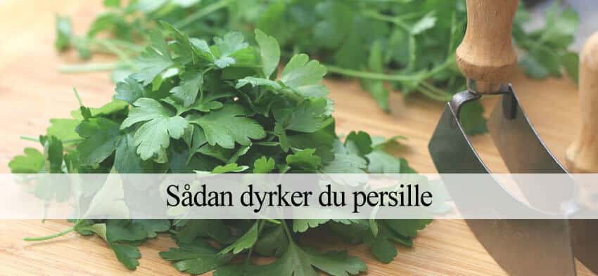 Dyrkning af persille - Udplantning & pasning (Guide) – Havehandel.dk