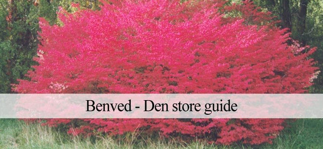 Benved (GUIDE) - Alt om arter, udplantning og pasning – Havehandel.dk
