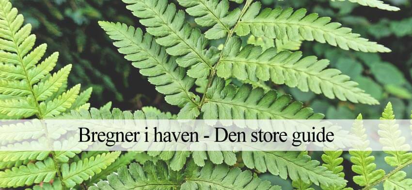 Bregner (Guide) - Udplantning, pasning og formering – Havehandel.dk