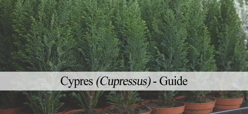 Cypres (Guide) - Alt om sorter, udplantning og pasning – Havehandel.dk