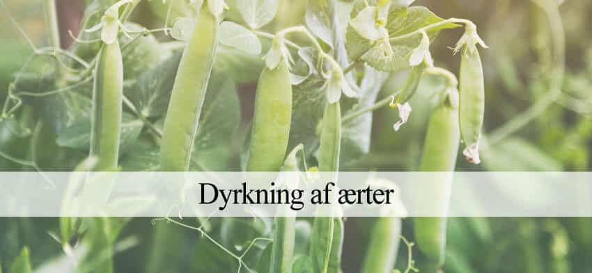 Dyrkning af ærter - Såning, pasning og høst (Guide) – Havehandel.dk