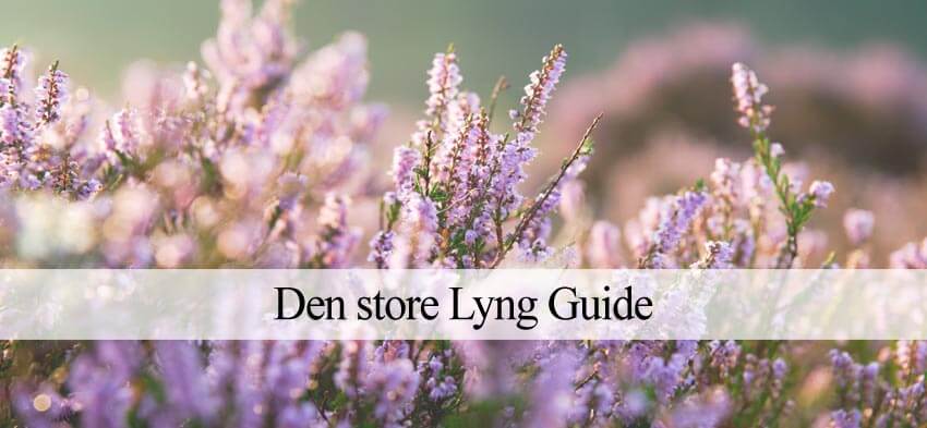 Udplantning, pasning og beskæring af lyng (Guide) – Havehandel.dk