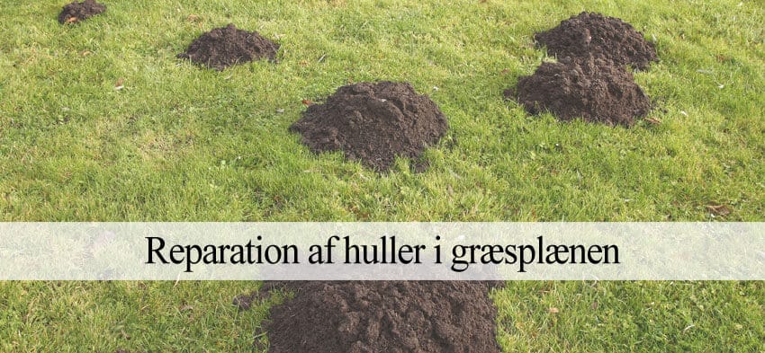 Reparation af skud fra muldvarpe i græsplænen (GUIDE) – Havehandel.dk