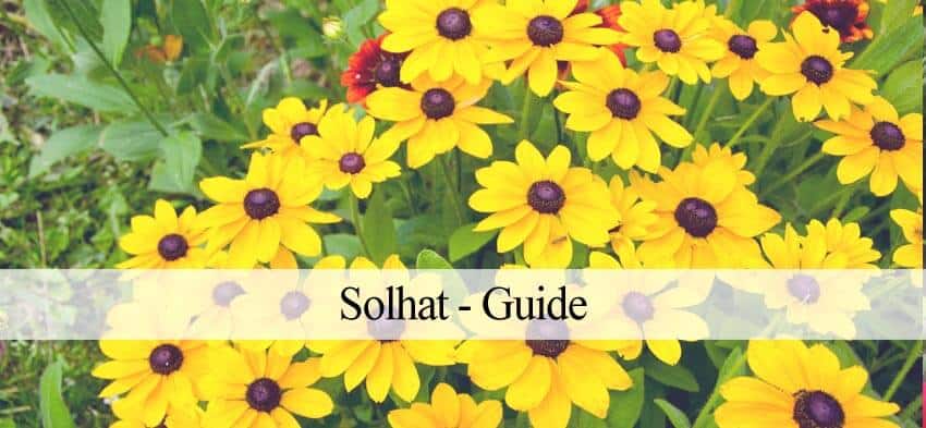 Solhat (Guide): Udplantning og pasning - Havehandel.dk