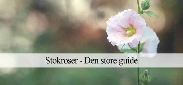 Stokroser (Guide) - Udplantning & pasning og beskæring – Havehandel.dk